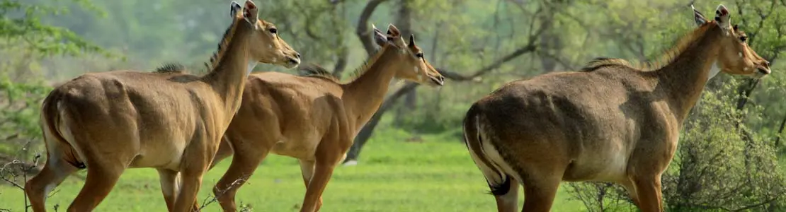 Karnataka Wildlife- Timings, History and Travel Tips | Indianpanorma