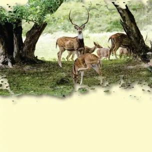 Explore India's Top Wildlife Sanctuaries – Safaris, Birdwatching ...